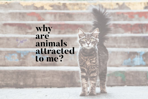 why-are-animals-attracted-to-me-the-psychic-line